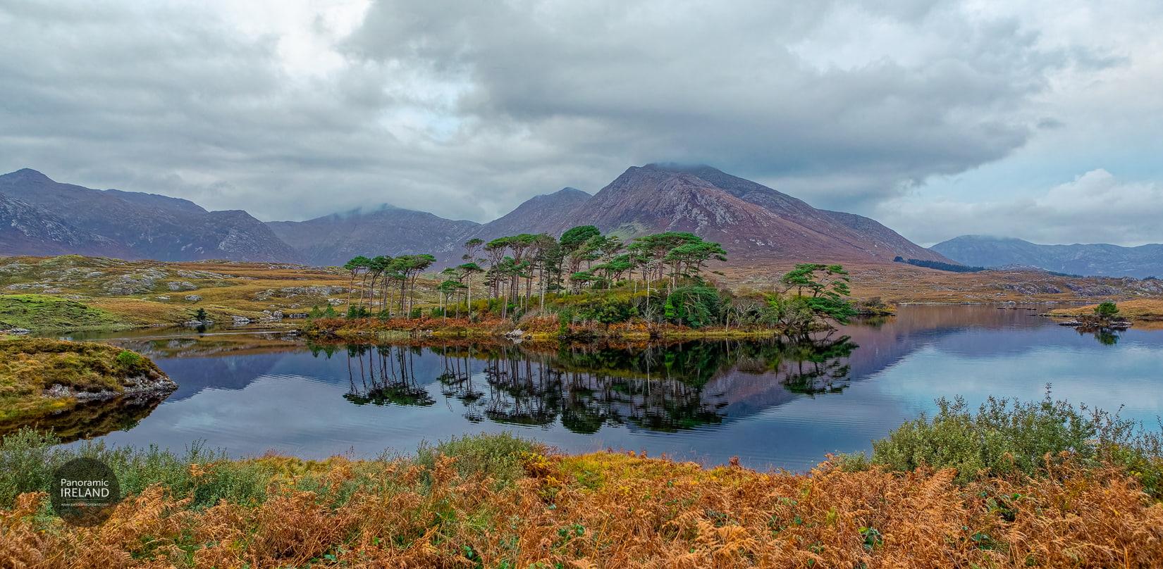 Ireland's National Tree Day: Ancient Pines and Future Forests - Pine ...